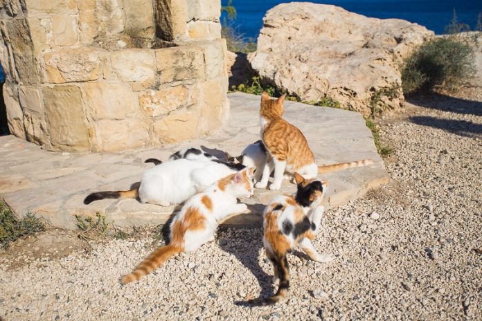 Top 10 Interesting Facts About Cyprus